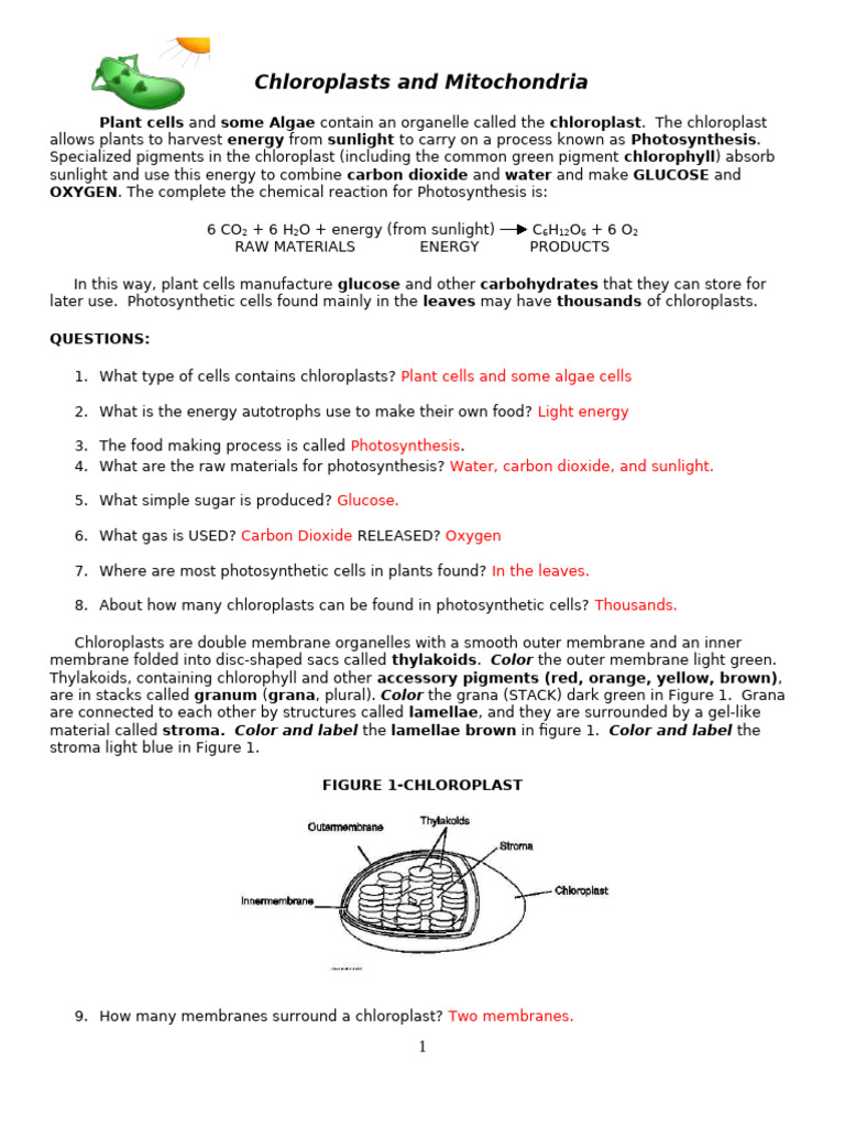 Chloroplasts and Mitochondria | PDF | Chloroplast | Photosynthesis