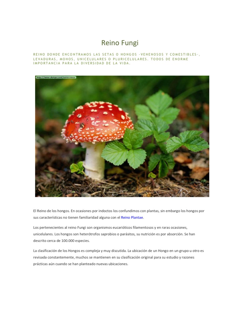 Reino Fungi | PDF | Hongo | Organismos