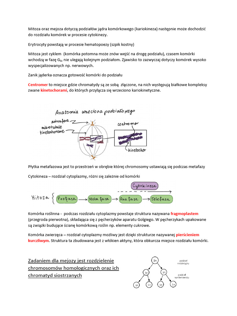 Podziały Notatka | PDF
