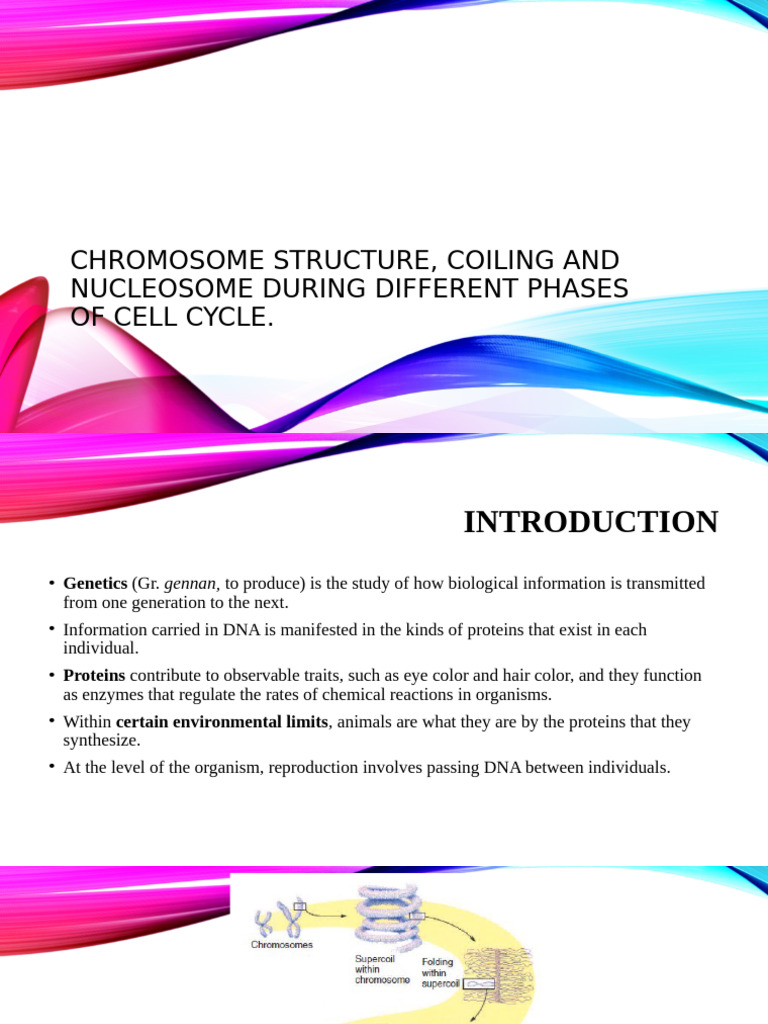 Chromosome Structure in Cell Cycle | PDF | Meiosis | Mitosis