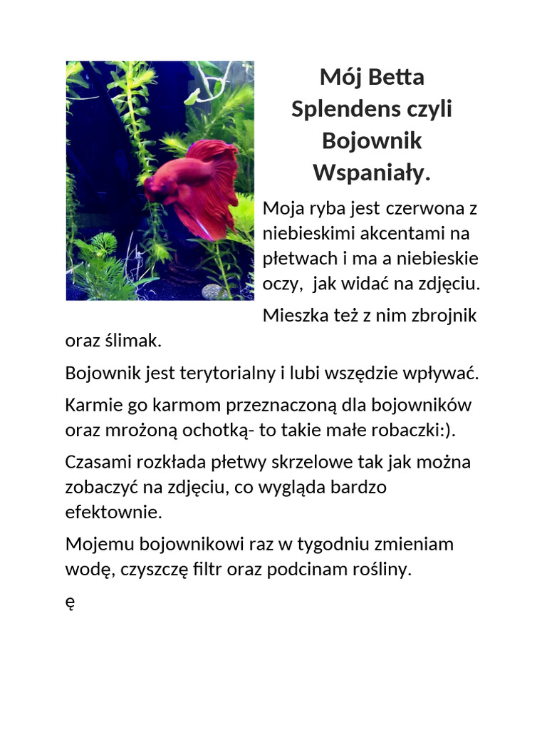 Bojownik | PDF