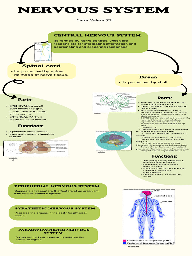 Info Graph | PDF | Central Nervous System | Nervous System