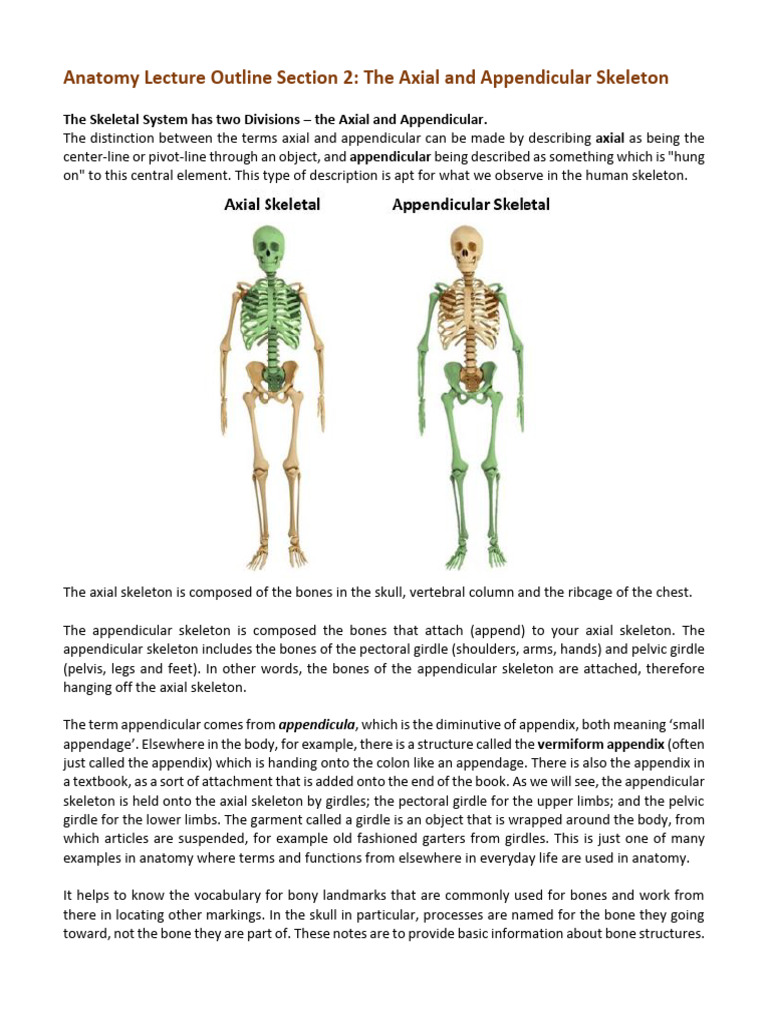 #5 Axial and Appenicular Skeleton Notes | PDF | Vertebra | Skull