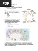 Atlas del Desarrollo Embrionario del Perro | PDF | Embrión | Procesos ...