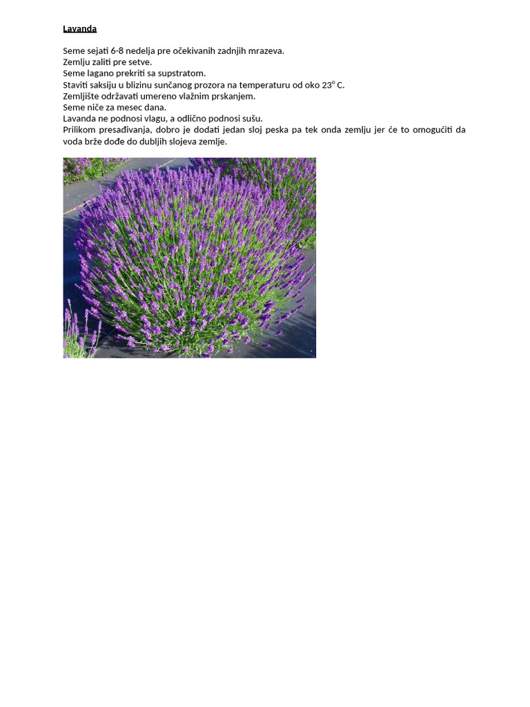 Lavanda | PDF