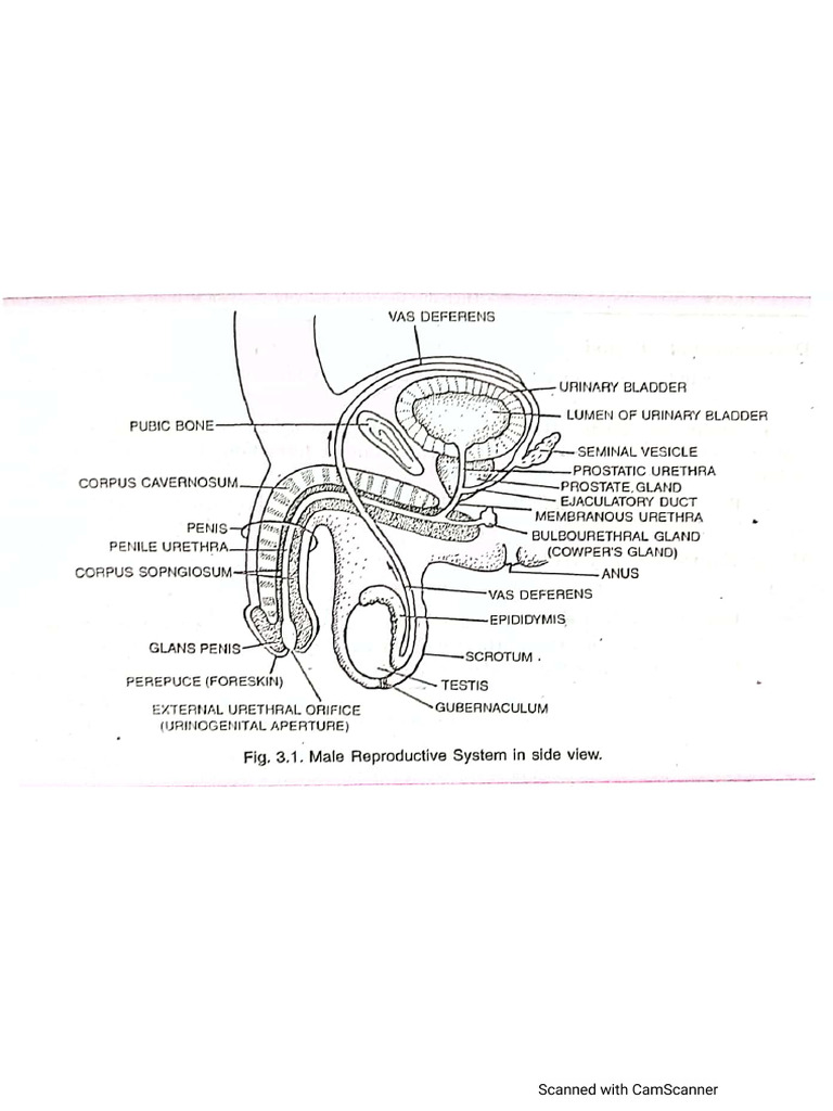 Male Rep System | PDF