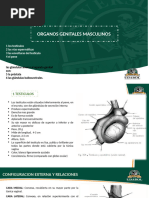 Epidídimo Anatomía e Histología Kenhub | PDF | Testículo | Anatomía