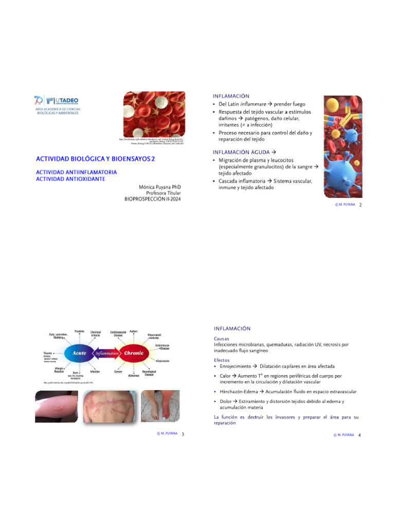 BIOP II 2024 Clase 7 Actividad Biológica 2 Actividad Antiinflamatoria y ...