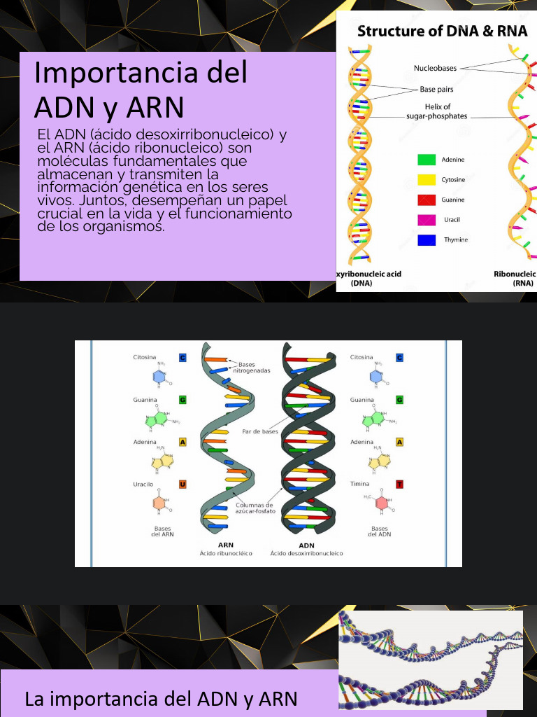 Wa0065. | PDF | Rna | Ribosoma