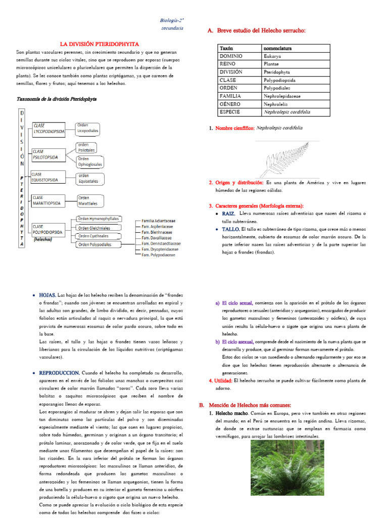 División Pterophyta: Helechos y Reproducción | PDF | Plantas | Helecho