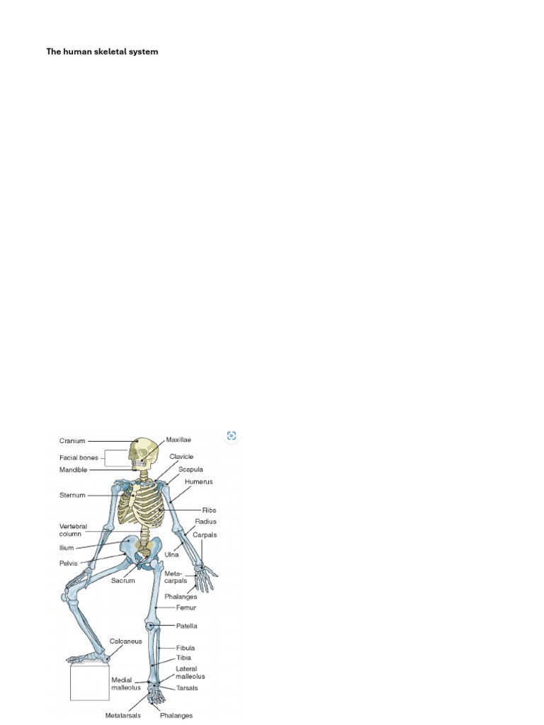 The Human Skeletal System | PDF | Vertebral Column | Osteoporosis