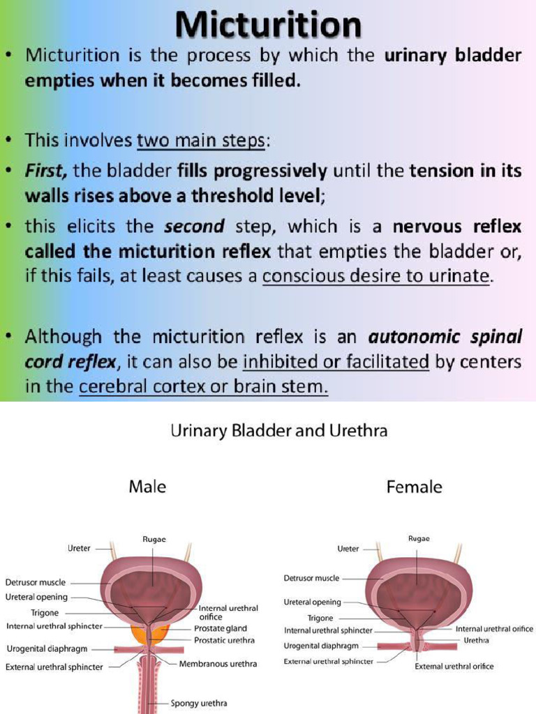 Micturition | PDF | Urination | Urinary System