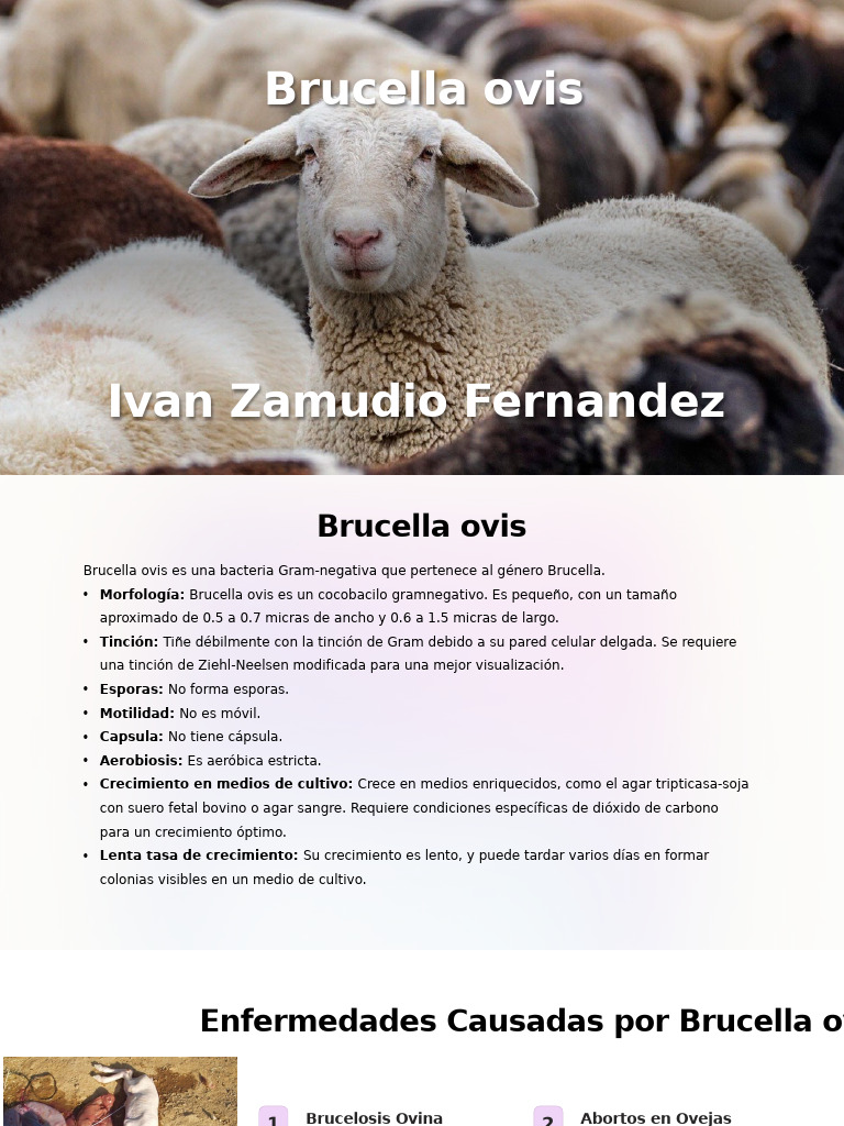 Brucella Ovis | PDF | Oveja | Infección