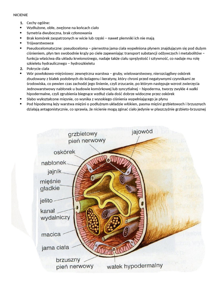 Nicienie | PDF