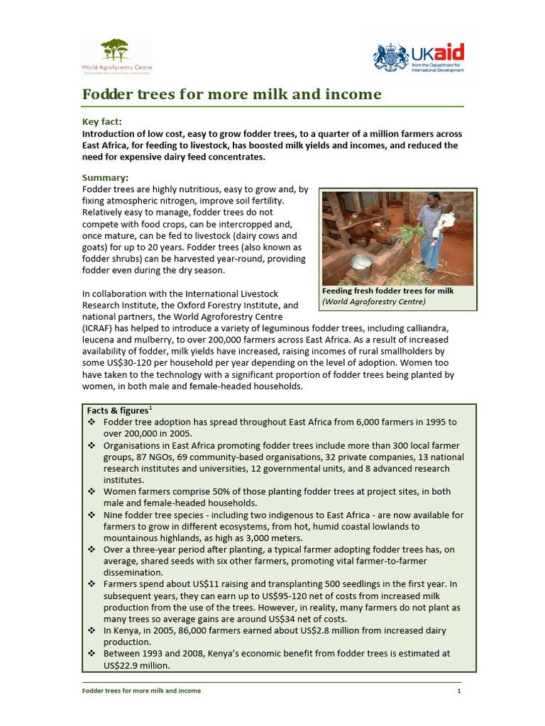 DFID Impact Case Study Fodder Trees FINAL 1 | PDF | Milk | Dairy