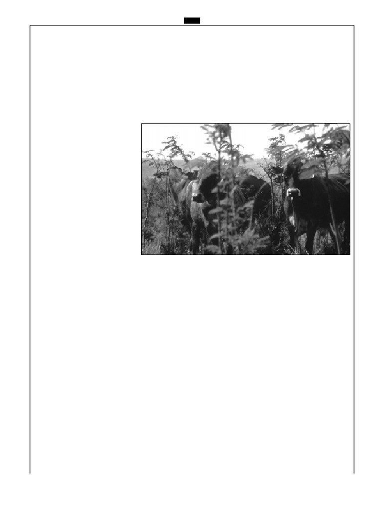 Tropical Forage Tree Legumes in Agroforestry | PDF | Legume | Agriculture