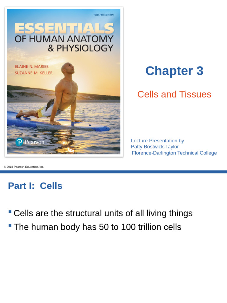 LECTURE-_-CHAPTER-3-_-Anatomy-of-a-Generalized-Cell-1 | PDF ...