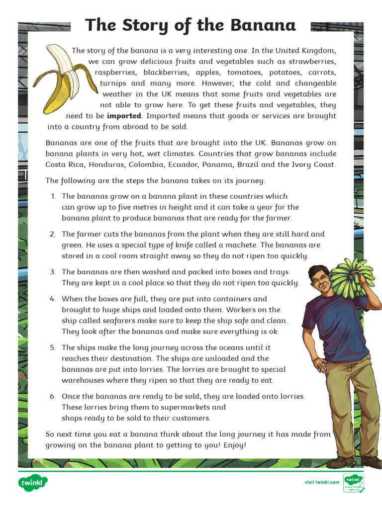 The Story of The Banana Differentiated | PDF | Banana | Fruit