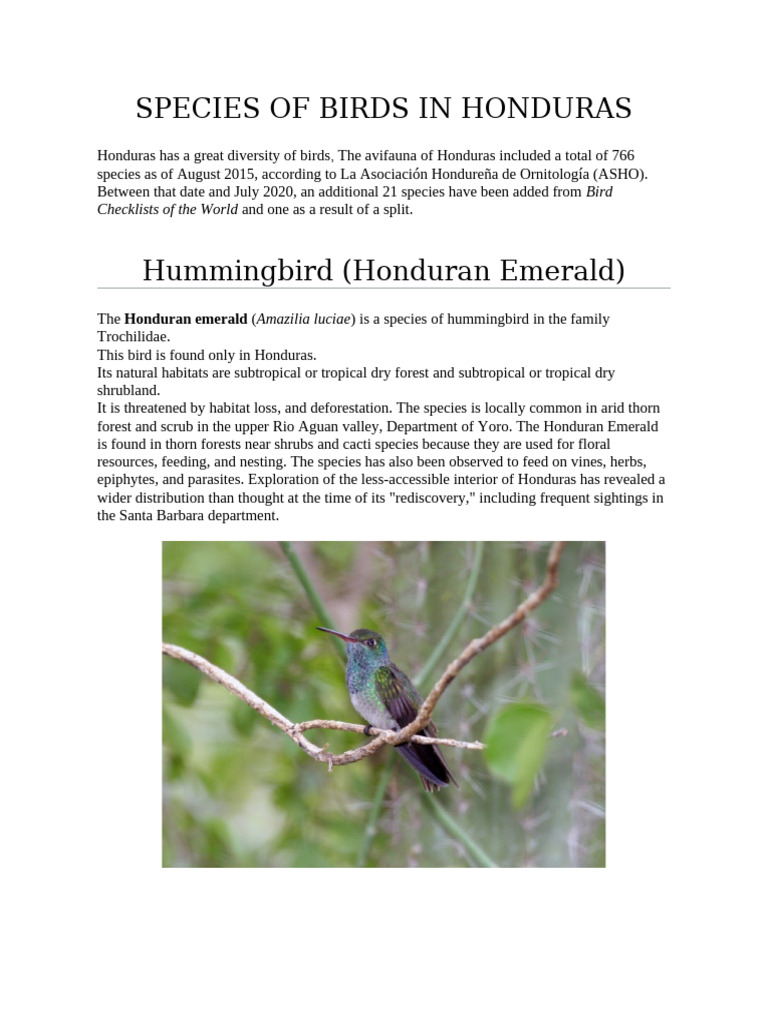 Especies de Aves | PDF | Birds | Holarctic Birds