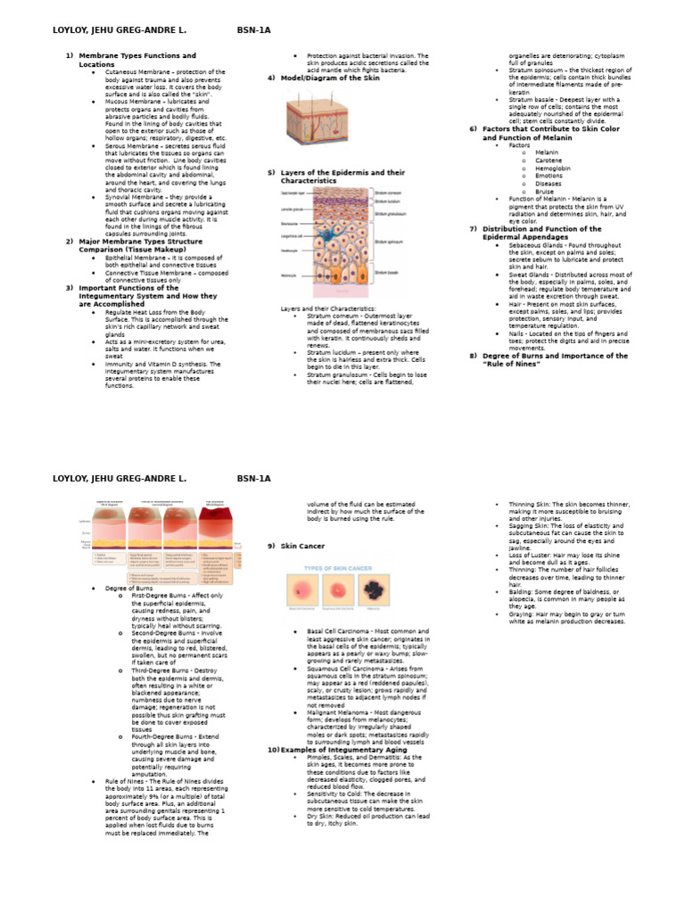 Integumentary System Overview and Functions | PDF | Skin | Epidermis
