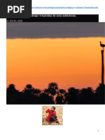 Amor Imposible - Oche Califa | PDF | Arboles | Argentina