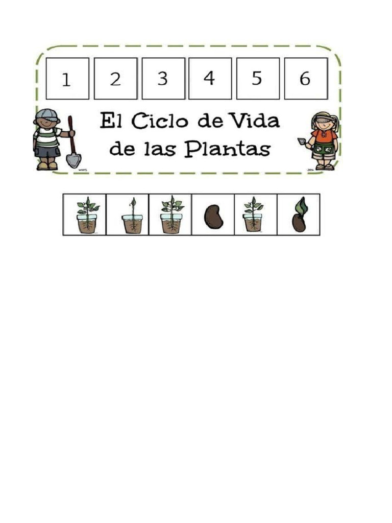 HOJAS CICLO DE VIDA DE LAS PLANTAS | PDF