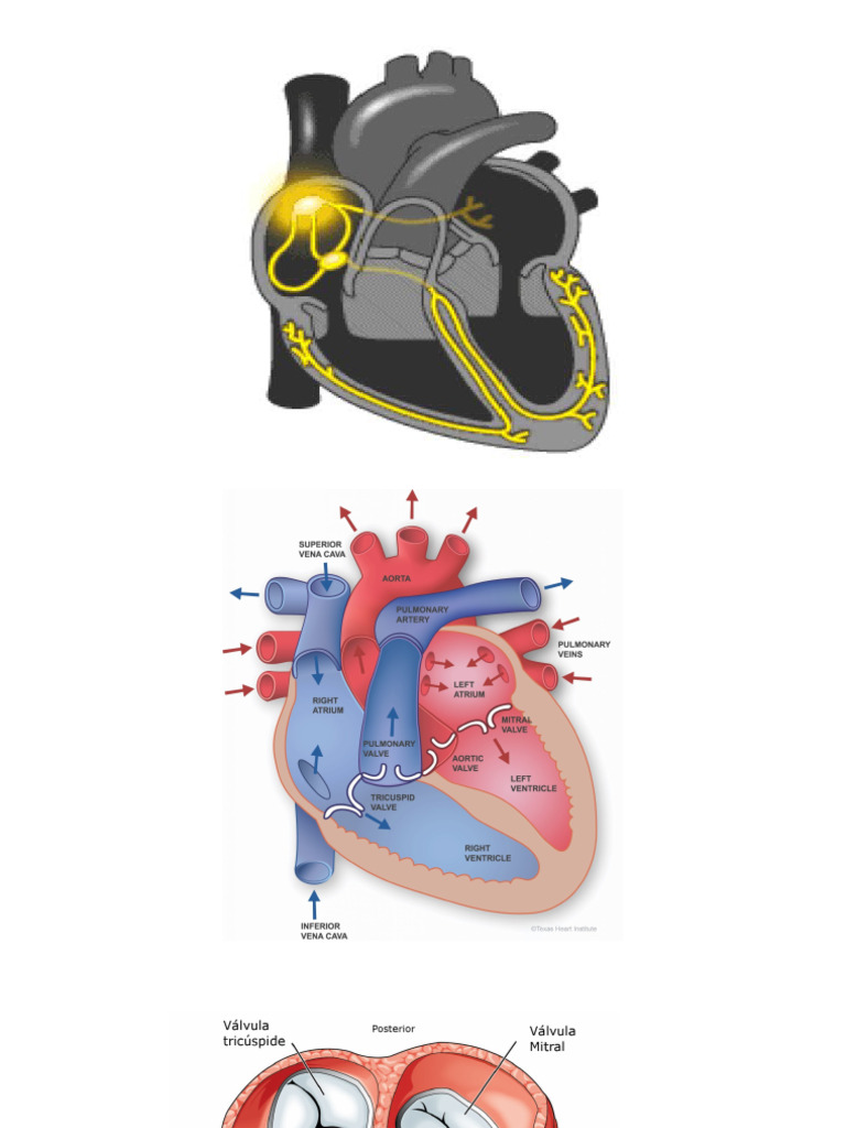 Anatomia Fisiologgia Actividad Electrica Del Corazon Clase 2 | PDF