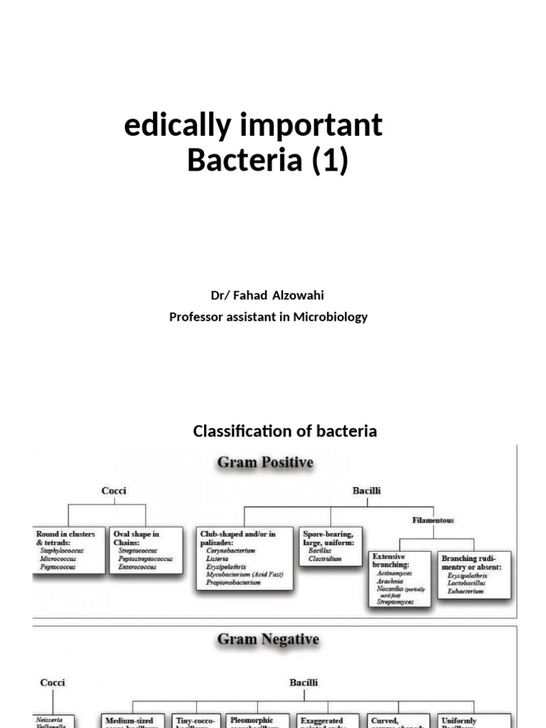 Medically Important Bateria | PDF | Streptococcus | Anthrax