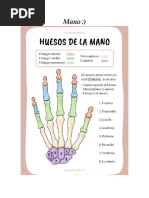 Músculos de la Mano y Dedos | PDF | Mano | Sistema musculoesquelético
