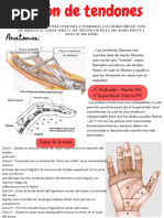 Sutura en Tendones | PDF | Tendón | Curación