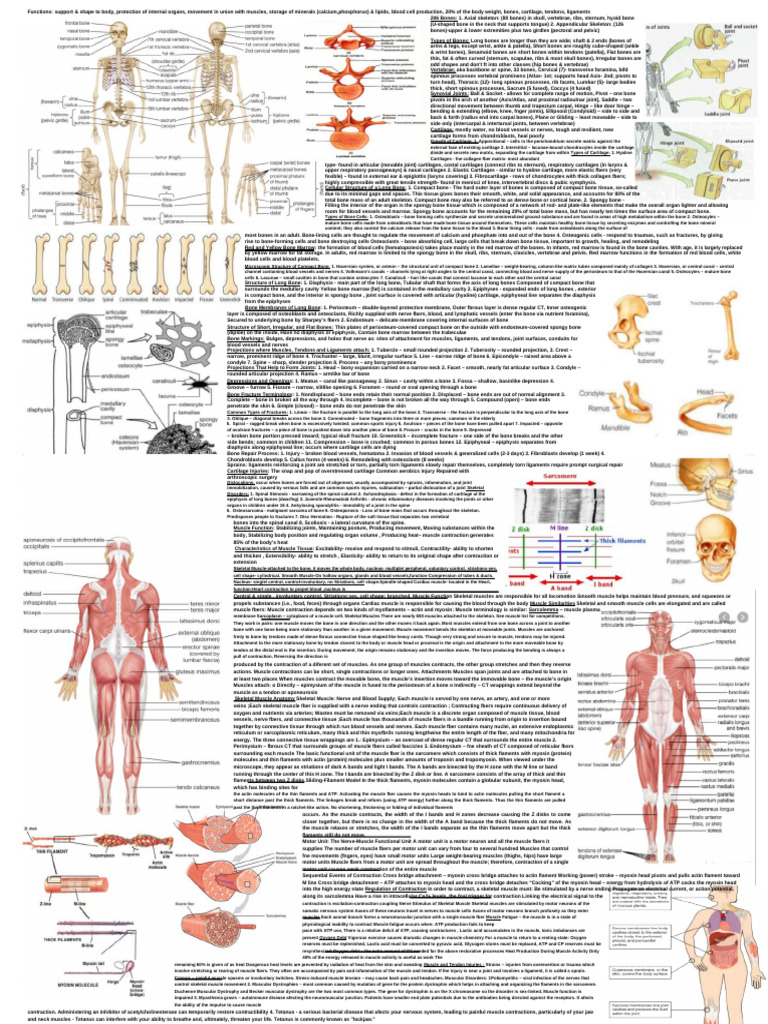 Comprehensive Guide to Human Skeletal System | PDF | Bone | Skin