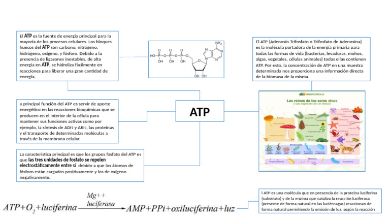 Función y Estructura del ATP en Células | PDF