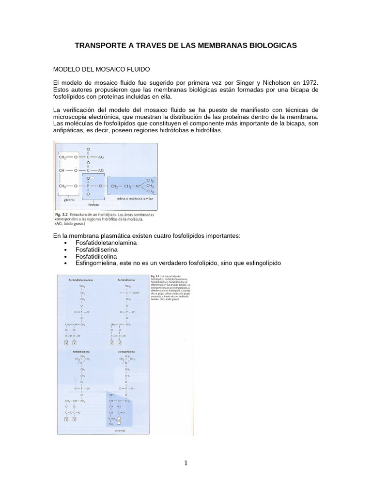 TRANSPORTE A TRAVES DE LAS MEMBRANAS BIOLOGICAS | PDF | Membrana ... TRANSPORTE A TRAVES DE LAS MEMBRANAS BIOLOGICAS | PDF | Membrana ...