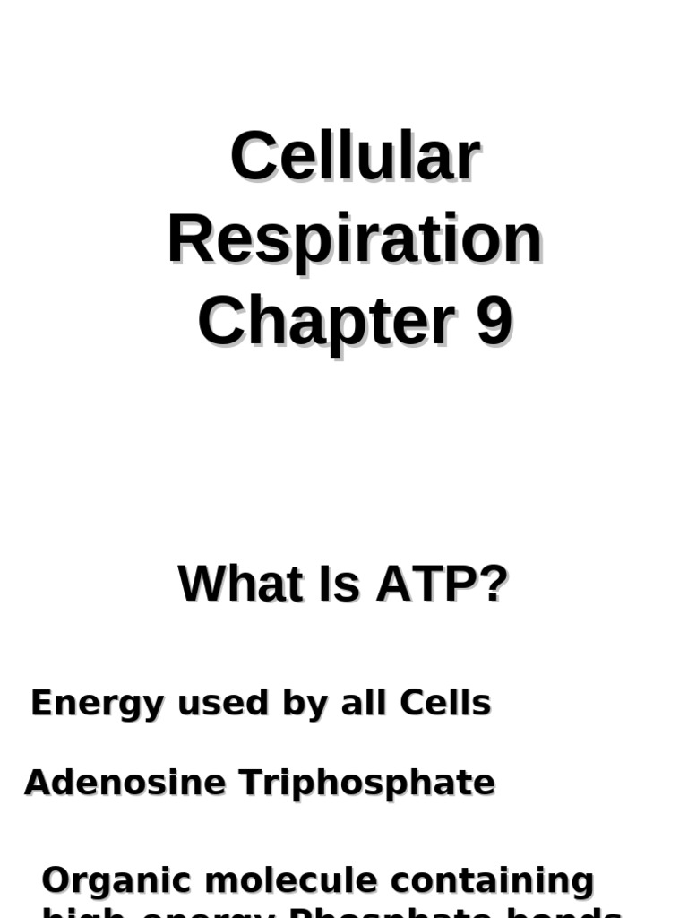 Understanding Cellular Respiration and ATP | PDF | Cellular Respiration ...