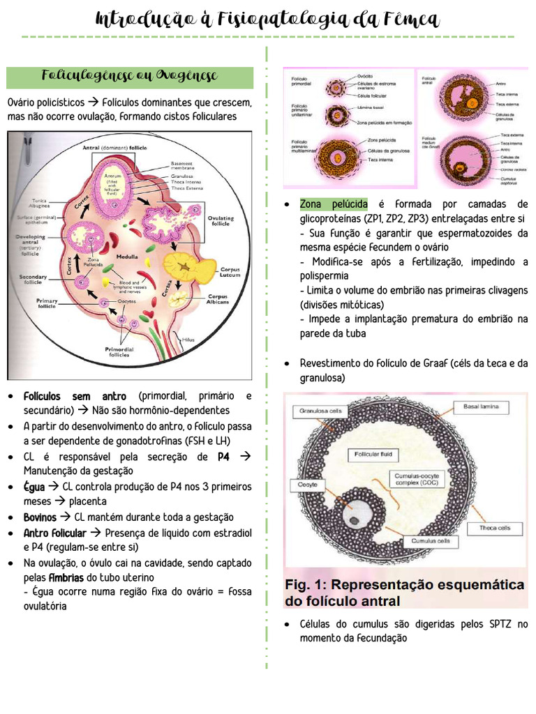 Foliculogênese, Ovulação e Fecundação | PDF | Ovário | Fertilização