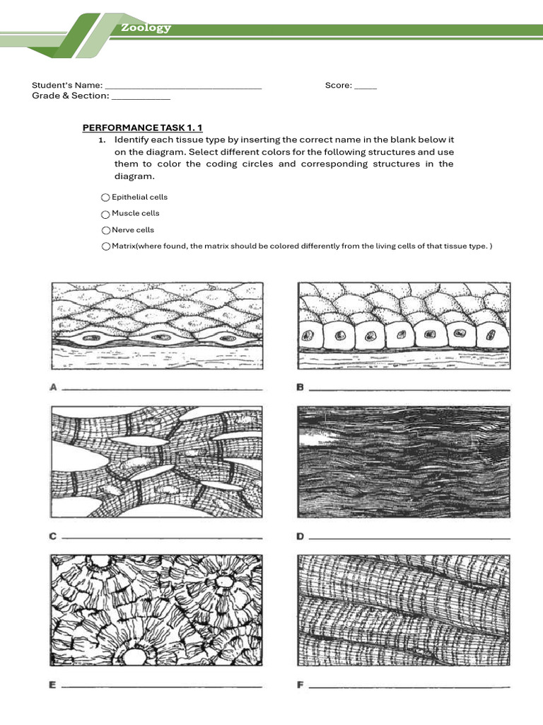 Zoology Tissue Performance-Task | PDF