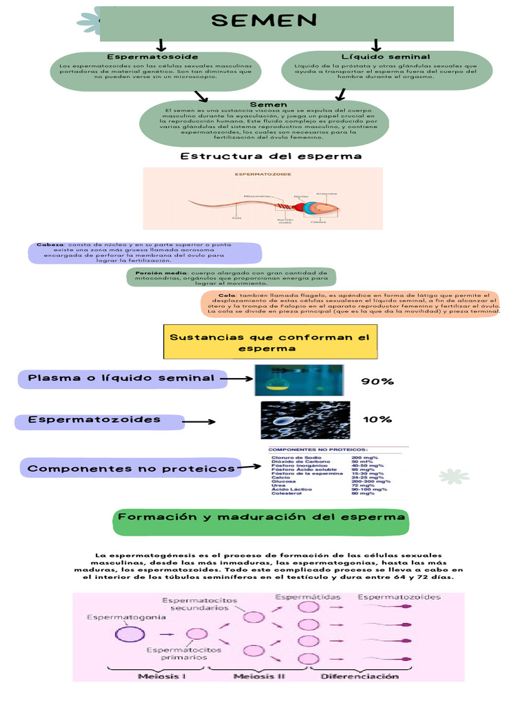 Infografia sobre el semen.pdf | PDF | Semen | Sistema reproductivo