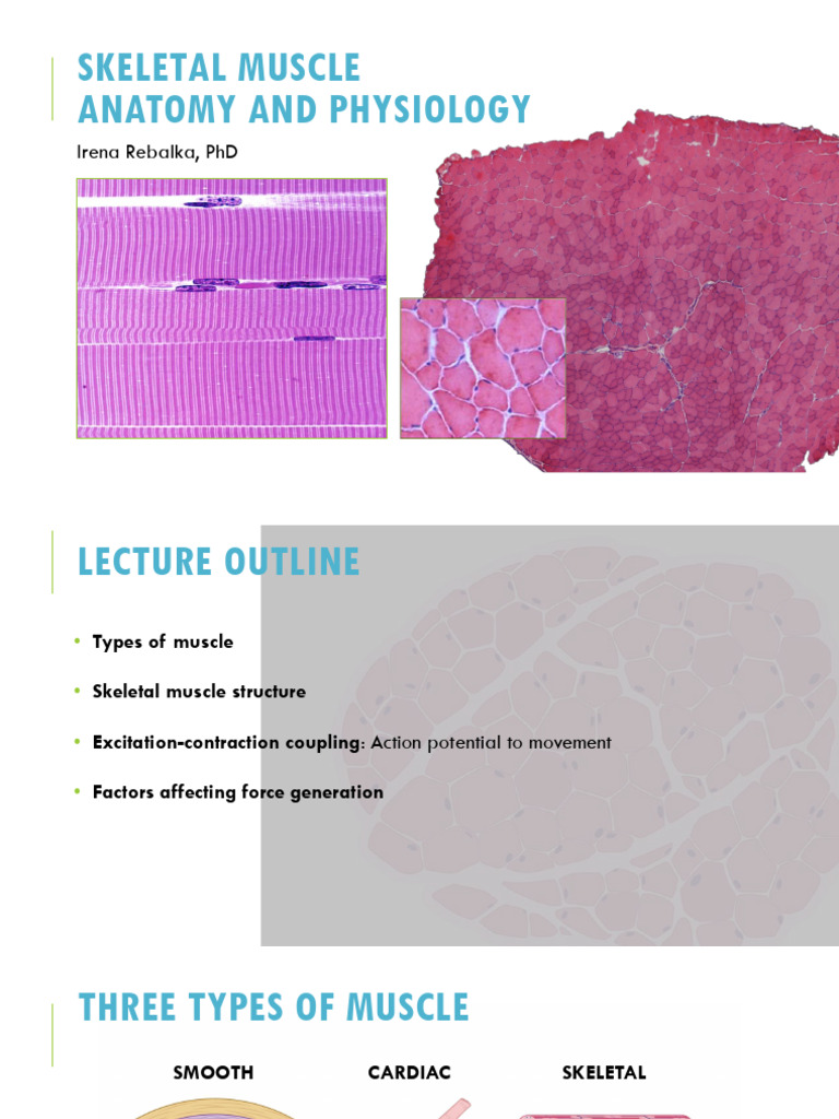 13 - Muscle A&p F2024 (Handout) | PDF | Muscle Contraction | Skeletal ...