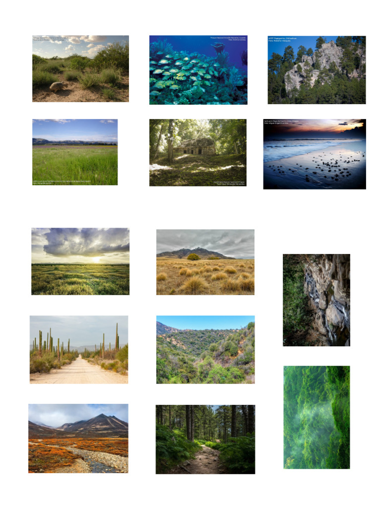 Integrantes de Equipo | PDF