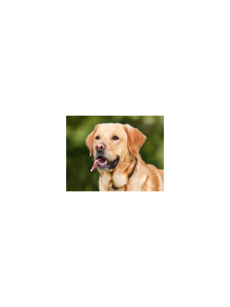 Dog 1 | PDF