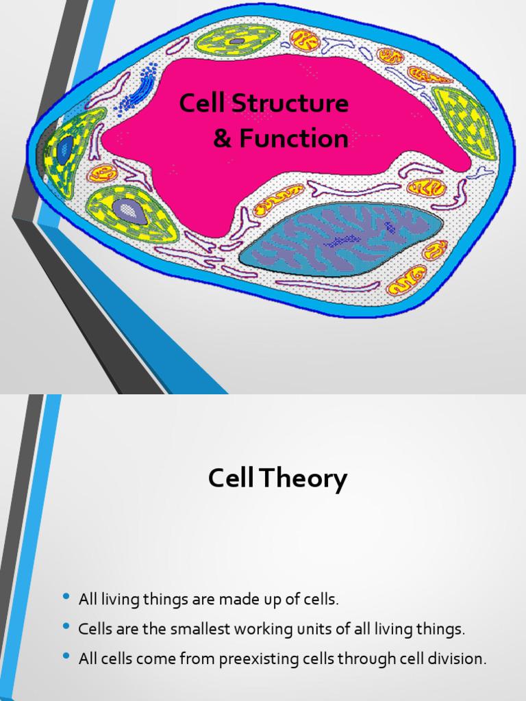 Lecture 2. Cell physiology | PDF | Cell (Biology) | Cell Nucleus