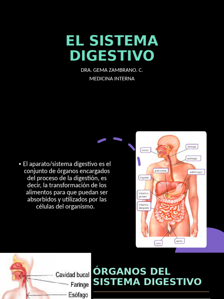 Anatomía y Función del Sistema Digestivo | PDF | Tracto ...