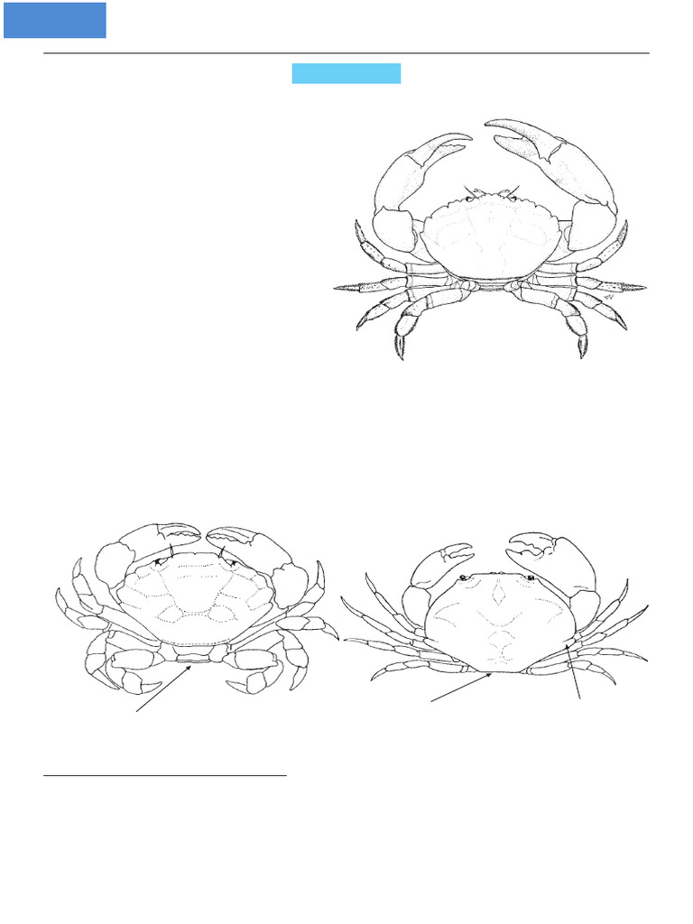 Crab 4 | PDF | Anatomical Terms Of Location | Crab