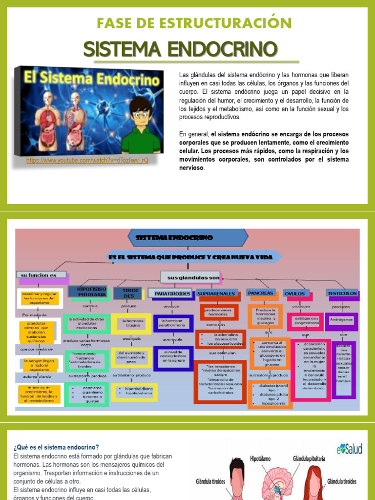CN 8° Guía 2 Estr 2P | PDF | Sistema endocrino | Hormona