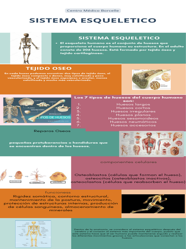 Sistema Esqueletico Pdf Hueso Morfología Biología