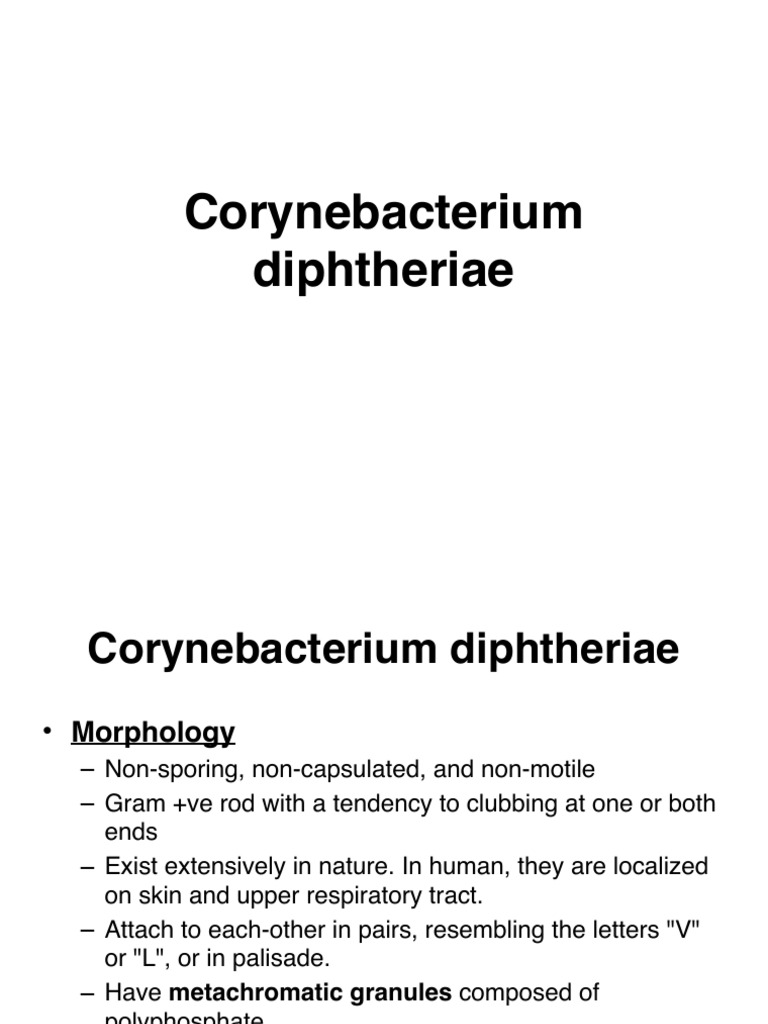 Gram Positive Bacilli Contd... | PDF | Anthrax | Diseases And Disorders
