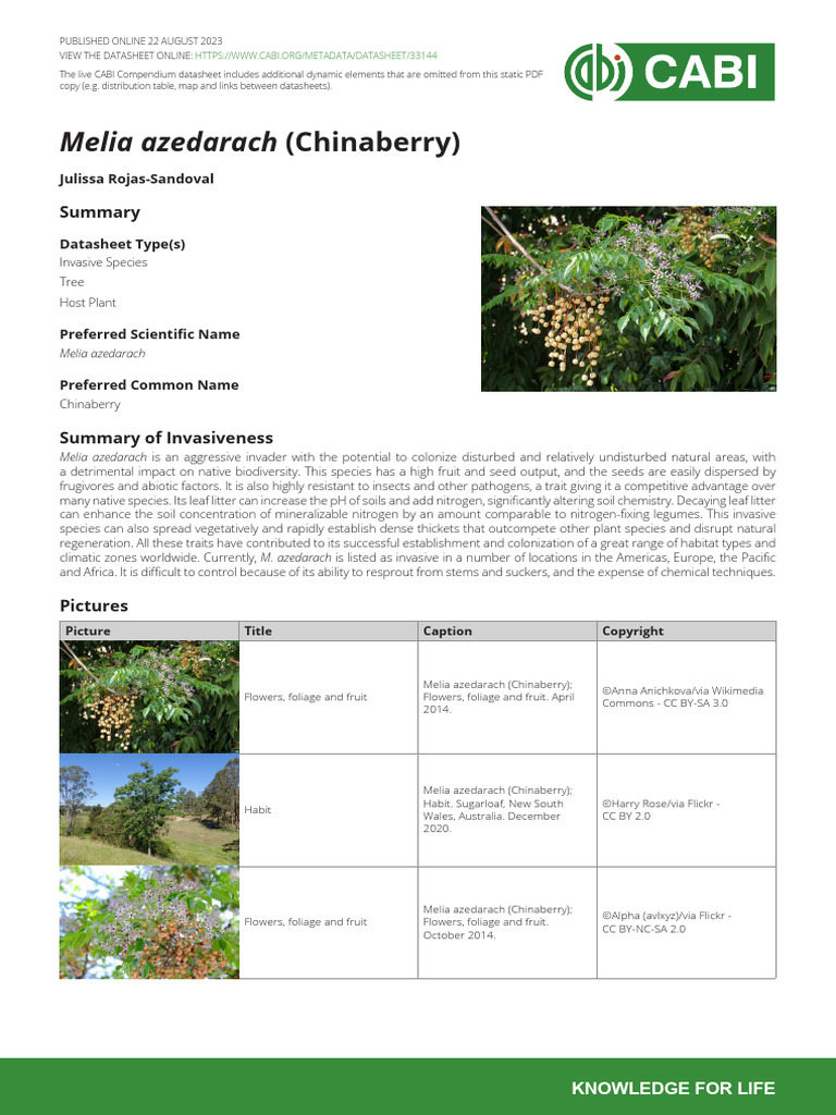 rojas-sandoval-2023-melia-azedarach-(chinaberry) | PDF | Invasive Species | Soil