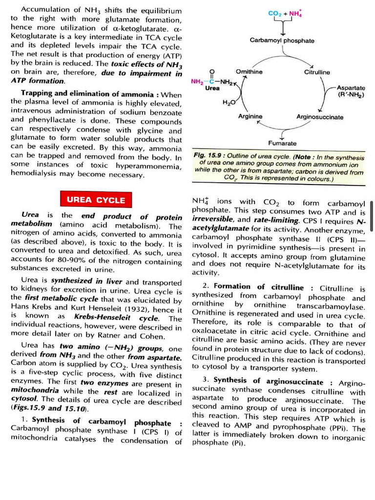 Urea Cycle | PDF