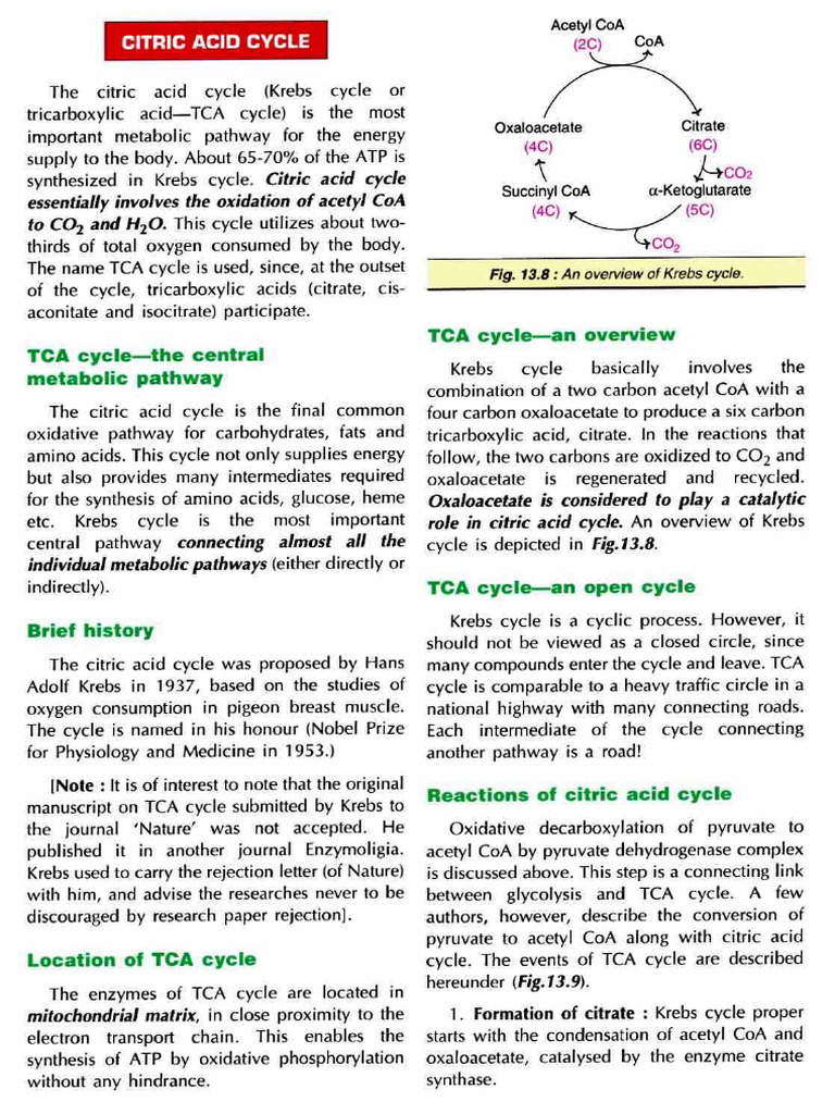 TCA Cycle | PDF