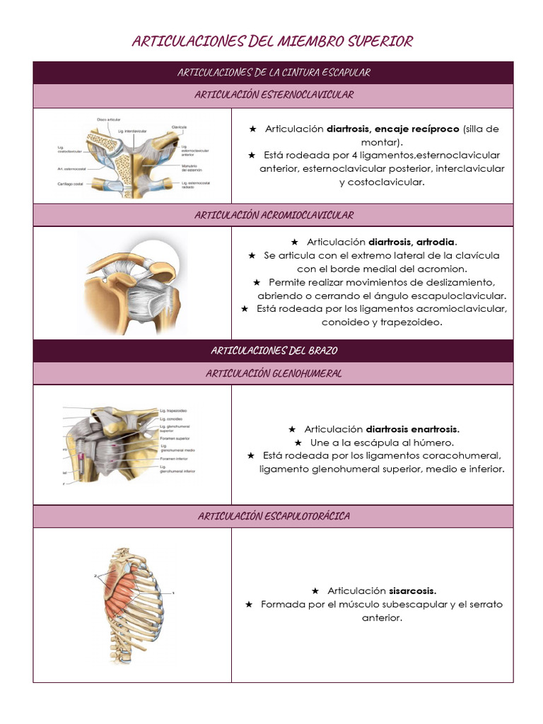 ARTICULACIONES DEL MIEMBRO SUPERIOR | PDF | Mano | Articulaciones